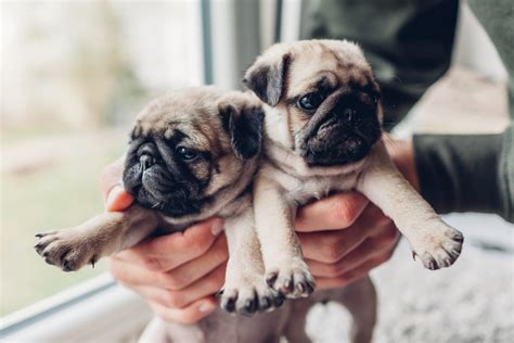 Những Chú Chó Pug Tội Nghiệp HỌc ViỆn ĐÀo TẠo TrỰc TuyẾn TẬn TÂm ChẤt