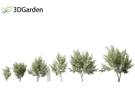 Eucalyptus Gunnii Cider Gume 3d Model