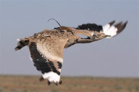 Lazy Bustards Captive Bred Houbara Migrate Late British