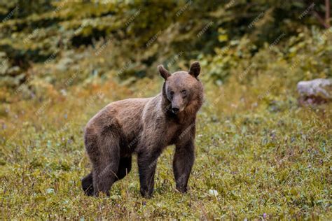 Premium Photo Ursul Brun