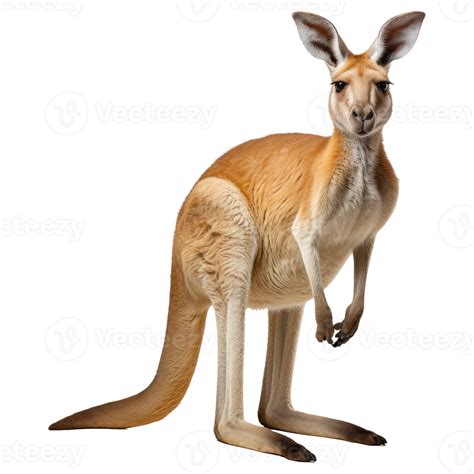 Kangaroo Pngs For Free Download