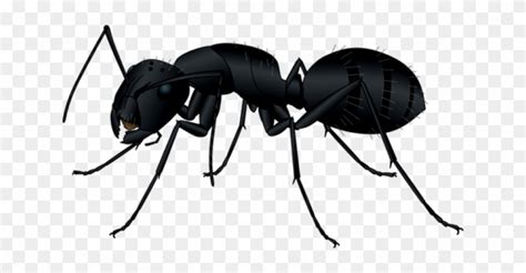 Black Ant Clip Art