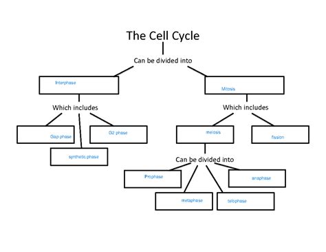 The Cell Cycle Concept Map Bsc 1005 The Cell Cycle Can Be Divided Into Which Includes Which