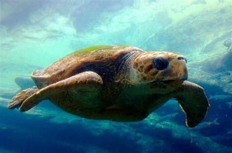 Loggerhead Turtle Facts 7 Interesting Loggerhead Turtle Facts Eldj