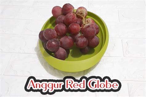 Jual Bibit Anggur Red Globe Anggur Merah Berukuran Besar Dengan Rasa