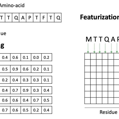 Transformation Of A Protein Sequence Into A Feature Matrix Download Scientific Diagram