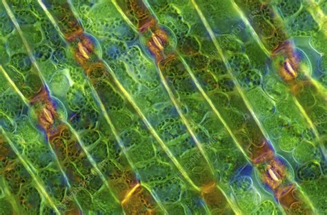 Galtonia Stomata Light Micrograph Stock Image C057 6433 Science