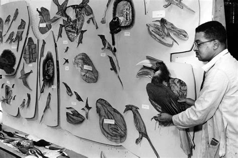 What Is Taxidermy History Modern Practice And The Future — Strong Taxidermy