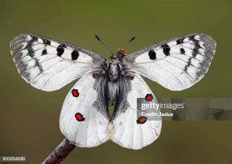 Apollo Butterfly Photos And Premium High Res Pictures Getty Images