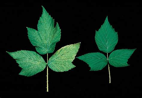 Whats Wrong With My Plant Garden University Of Minnesota Extension