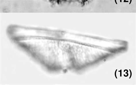 − − − − −13 Protoperidinium Paulseni Download Scientific Diagram