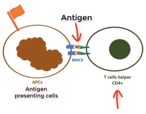 T Cells Flashcards Quizlet
