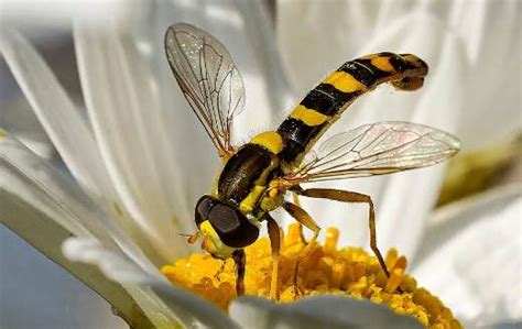 Hover Flies Insect Pollinate Online Jigsaw Puzzles