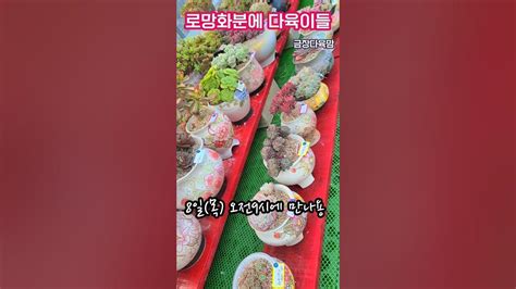 02월08일로망공방다육이는 덤으로 가는 가격황영웅 인생아 고마웠다 Shorts Youtube