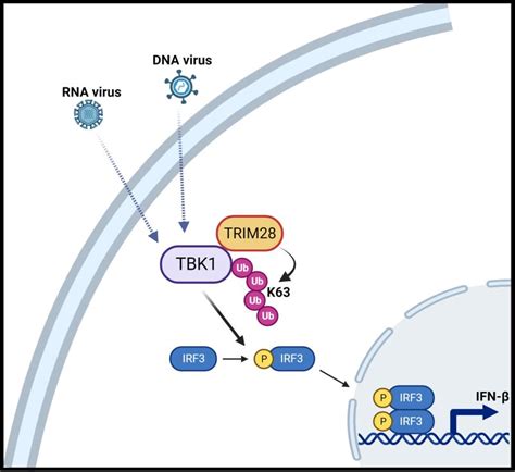 Trim28 A Key For Immune Response Tulane University School Of
