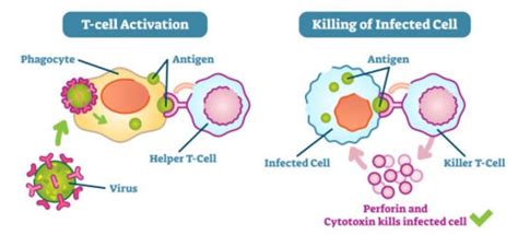 Role Of T Cells And B Cells In Immunity Cytologics