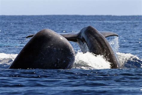 4 Unique And Incredible Adventures In The Azores Wired For Adventure