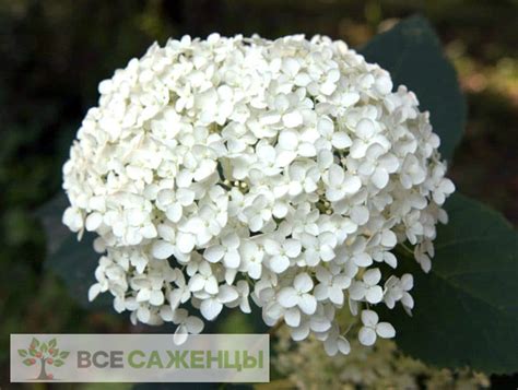Цена на Гортензия древовидная Анабель - купить саженцы