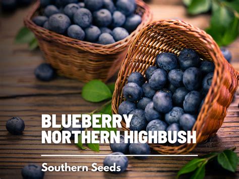 Blueberry Northern Highbush Blueberry Blueberry Plant Varieties For