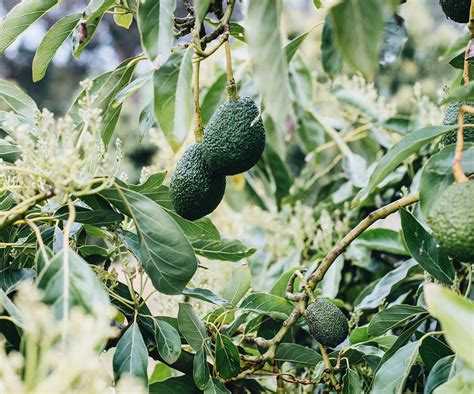 How To Ripen An Avocado Homes To Love