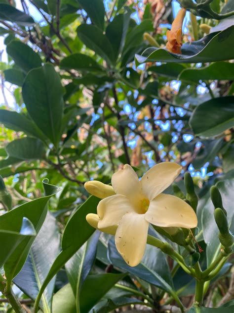Puakenikeni Starter Plant Fragrant Hawaiian Flower Tree Rare