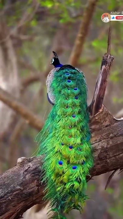 Peocock Viralvideo Love Nature Travel Natrual Naturalbeauty Song
