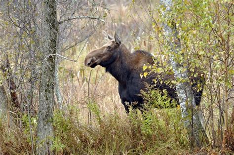 4k Moose Trees Grass Hd Wallpaper Rare Gallery