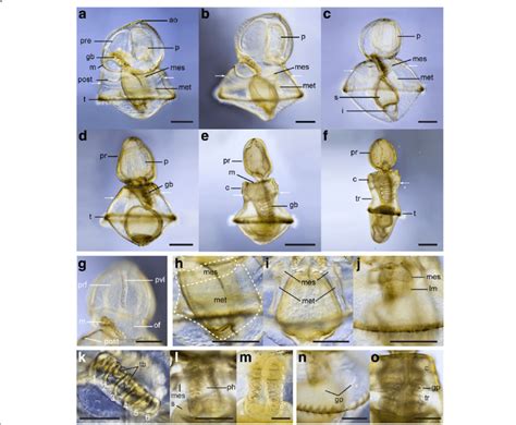 Metamorphosis In Schizocardium Californicum Light Dic Micrographs Of