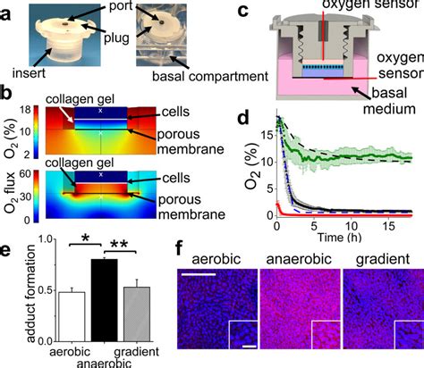 Design And Testing Of The Oxygen Gradient Device A An Image Of The Download Scientific
