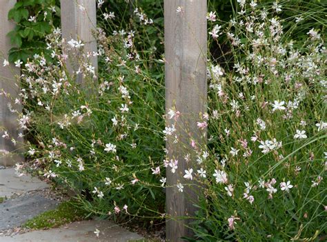 Gaura Pixie White 6 Pot Hello Hello Plants