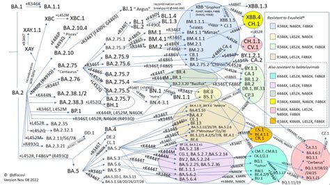 Convergent Evolution Diagram