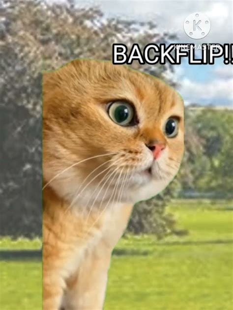 Talking Cat Meme Does A Backflip Cat Catmemes Catlover Catlover2