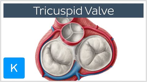 Tricuspid Valve