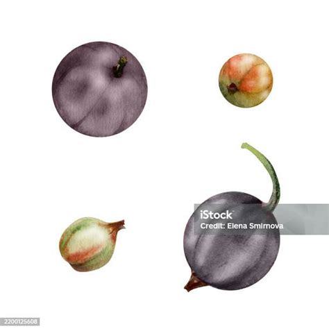 건포도 구스베리 과일 손으로 그린 수채화 정원 베리 카세유 조스타베리 허클베리 준베리 식물 고립 요소 그림 레스토랑 카페 메뉴 파머스 마켓 유기농 식품 건강한 생활방식에