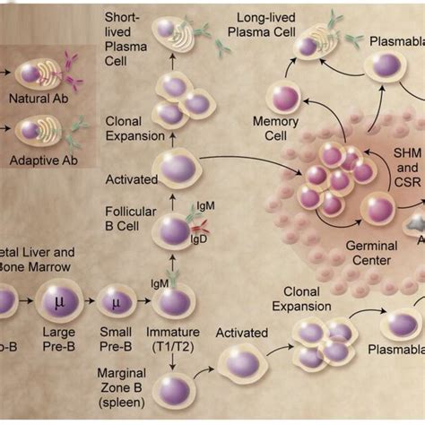 4 Scheme Of Developmental Maturation And Migration Stages Of B Cells Download Scientific
