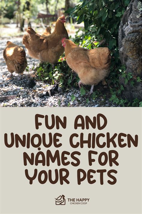 Chicken Names Best List Of Names For Your Flock The Happy Chicken