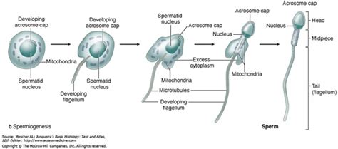 Spermiogenesis Phases Physiology Of Male Gametogenesis Abdominal Key