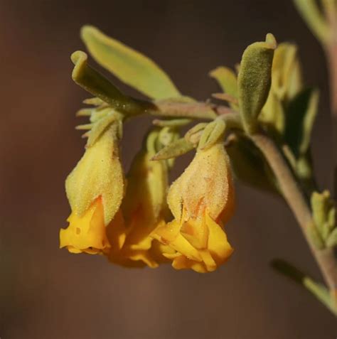 托叶密钟木 花瓣网