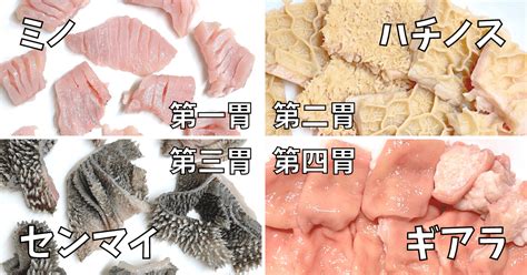 超図解ホルモン！4つの牛胃袋をリアルに解説！｜ホルモン★もいしょう