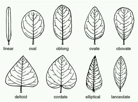 More Leaves Leaf Drawing Leaf Illustration Leaf Structure