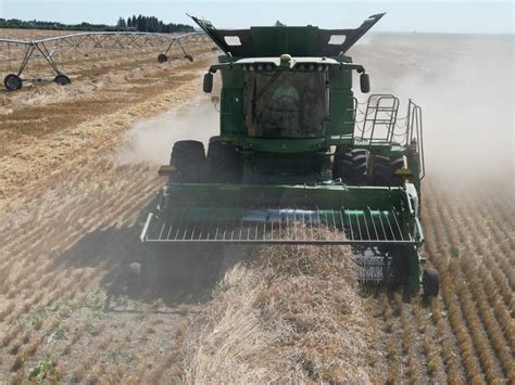 Ab Windchill Winter Triticale Available Fall 2026 Stamp Seeds