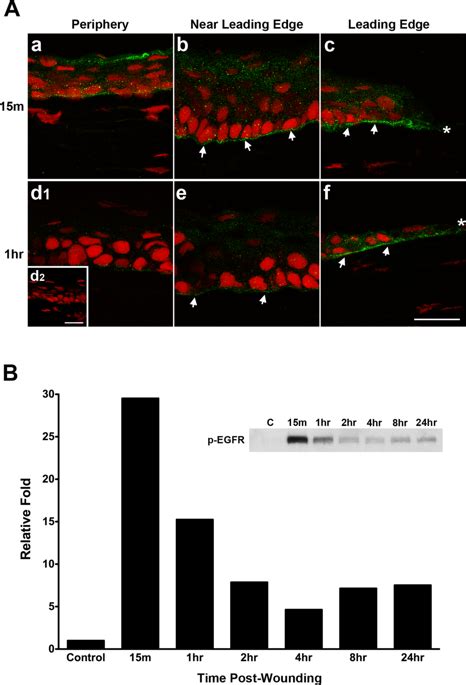 表皮生长因子刺激角膜上皮细胞中的转化生长因子 β受体ii型表达。scientific Reports X Mol