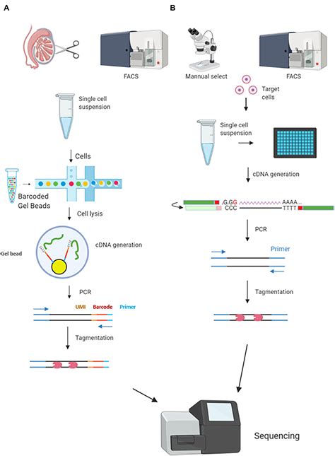 Rna Sequencing Review At Everett Reynolds Blog