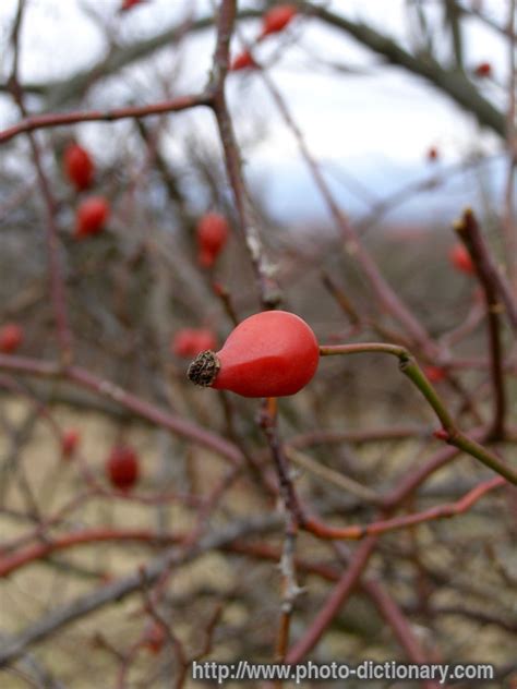 Hip Photopicture Definition At Photo Dictionary Hip Word And