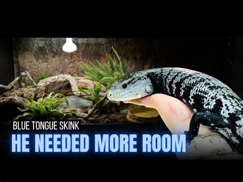 Blue Tongue Skink Tank