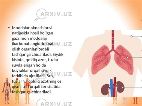 Ayirish Sistemasining Ahamiyati 8 Sinf Odam Va Uning Salomatligi
