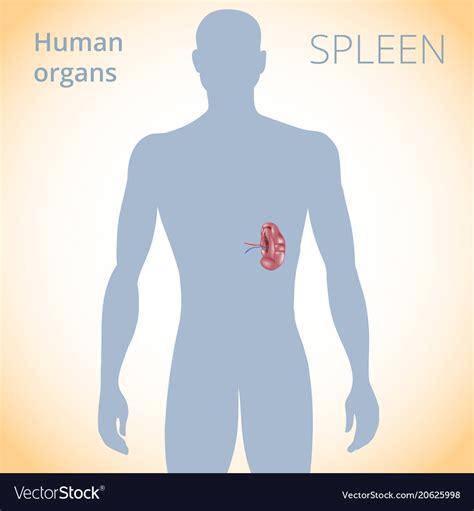 Human Anatomy Organs Spleen