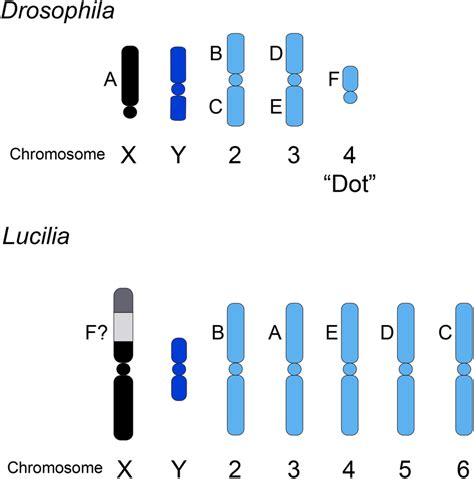 Schematic Illustration Of Male Metaphase Chromosomes In D Melanogaster