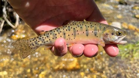 Utah Cutthroat Slam Yellowstone Cutthroat