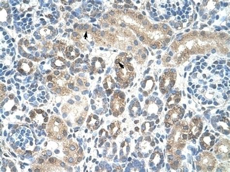 CAV Antibody Cat No ProSci